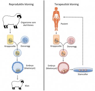 Kloning - Bioteknologirådet