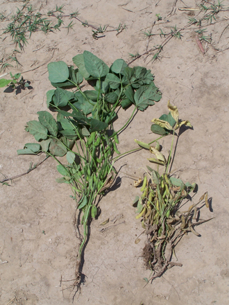 Bruker mer sprøytemidler med genmodifisert soya - Bioteknologirådet