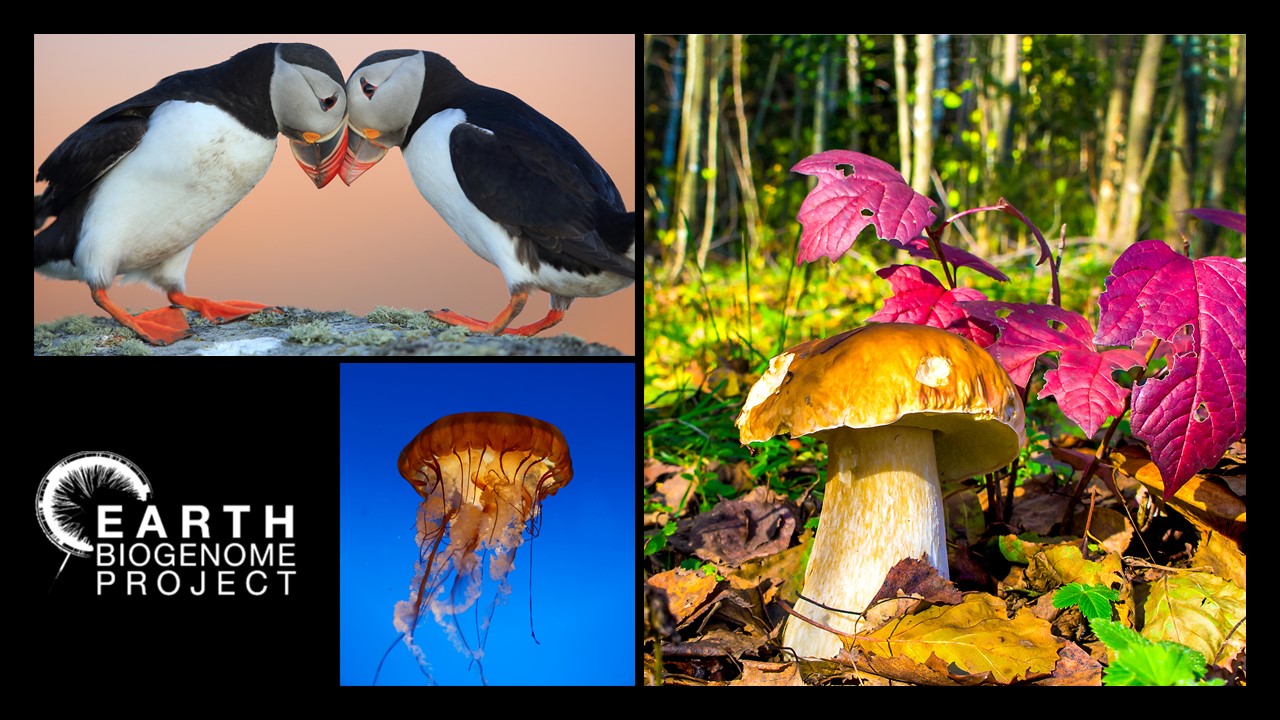 The Earth BioGenome Project – Exploring the Dark Matter of Biology ...