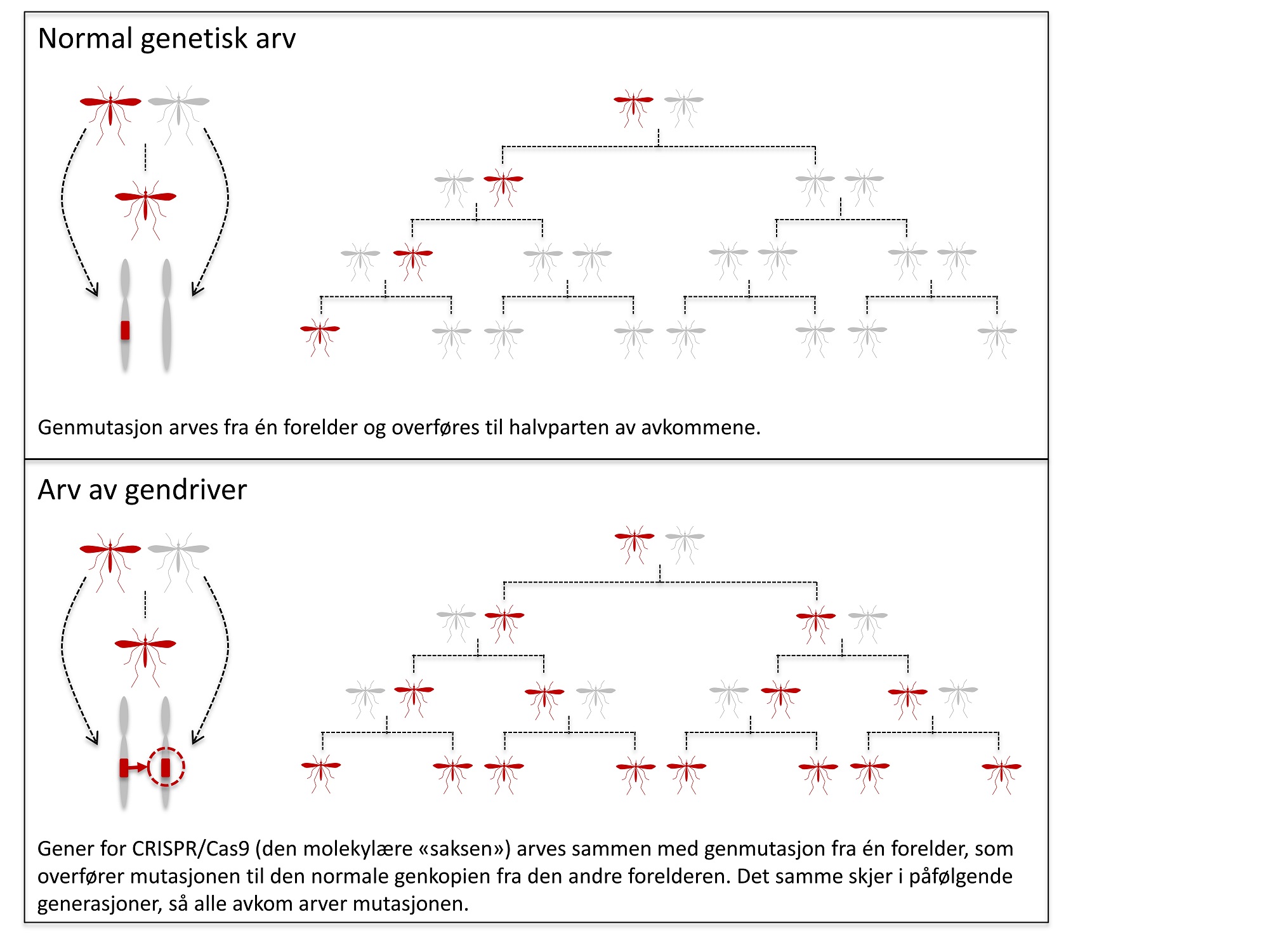 I GENialt: Gendrivere – genteknologisk genistrek eller farlig feilsteg ...
