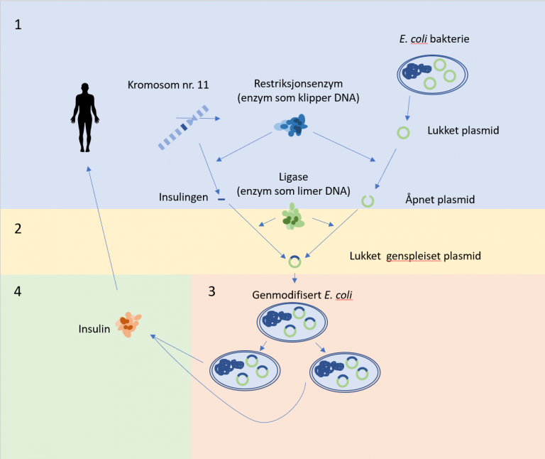 Genteknologi som endrer gener - fra genspleising til genredigering ...