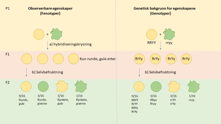 Arv og genetikk - Bioteknologirådet