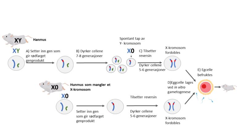 I GENialt: Museunger med to biologiske fedre - Bioteknologirådet